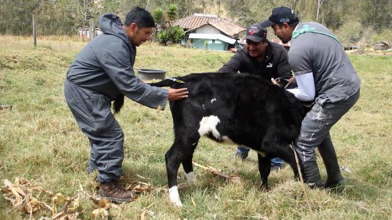 Campaña de sanidad animal en Déleg – Noticias del Cañar, Provincia del ...